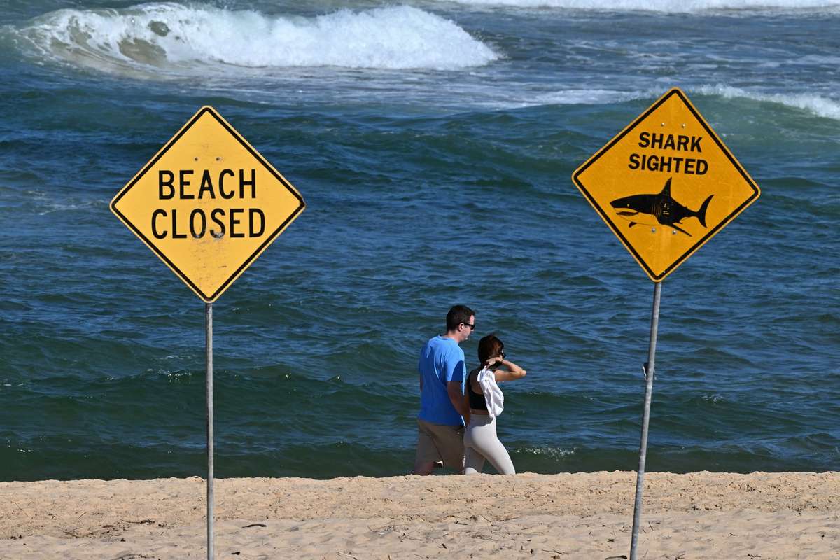 Zginął surfer zaatakowany przez rekina u wybrzeży Sydney. Pierwszy taki ...