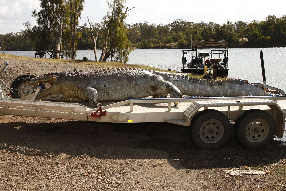 Crocodile-infested Fitzroy River given green light for 2032 Olympic ...